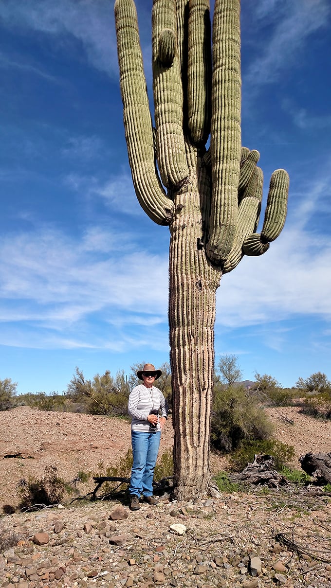 The saguaro cactus&mdash;nature's skyscraper that's been standing tall in the desert long before humans thought concrete was cool.