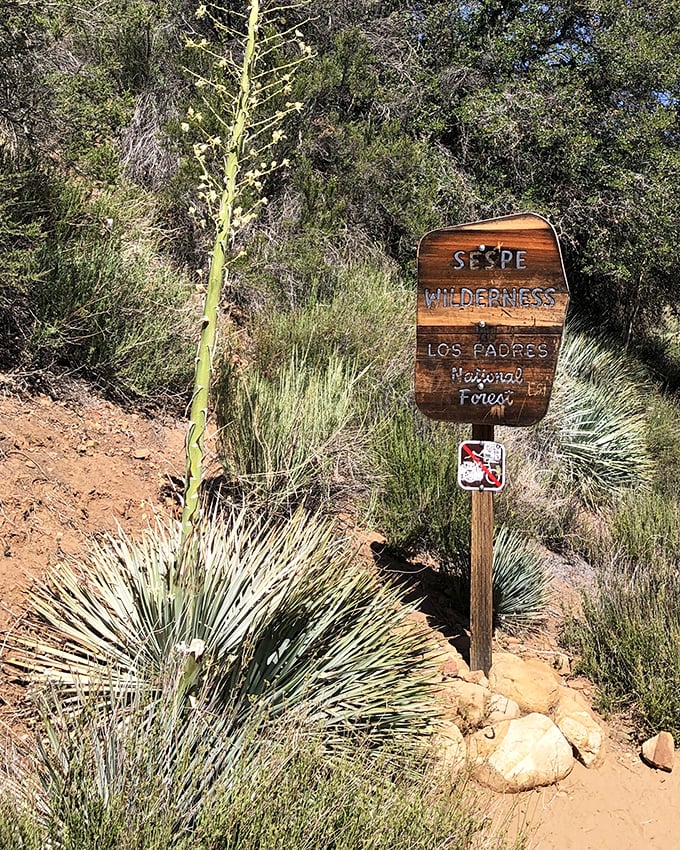 The wooden sign marking Sespe Wilderness stands beside what appears to be century plant preparing for its once-in-a-lifetime bloom. Nature's odd couple.