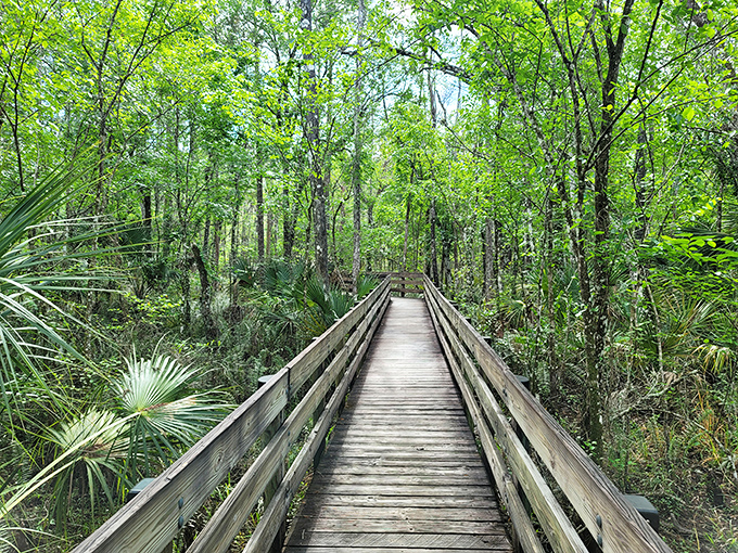 This wooden boardwalk through Six Mile Cypress Preserve invites exploration of Florida's wild side. Alligators and birds don't charge admission for their daily shows.