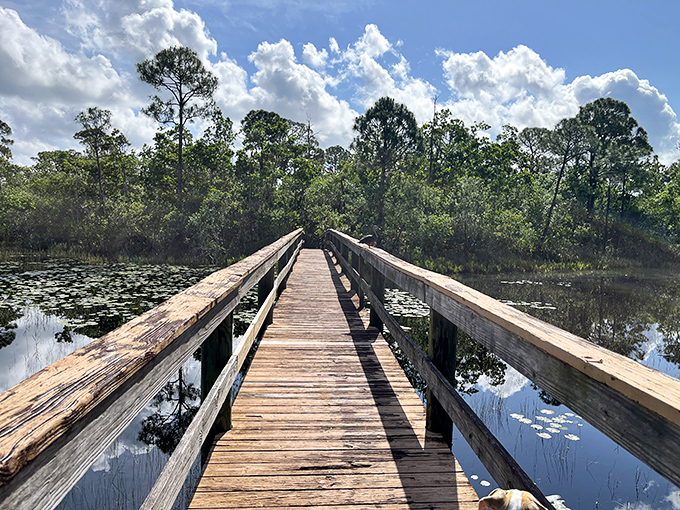 Spruce Bluff Preserve's wooden boardwalk invites exploration through wetlands, offering an authentic Florida experience that costs less than a theme park churro.