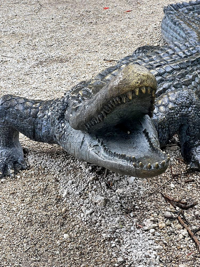 When a gator yawns, it's less about being tired and more about showcasing dental work that would make any orthodontist faint.