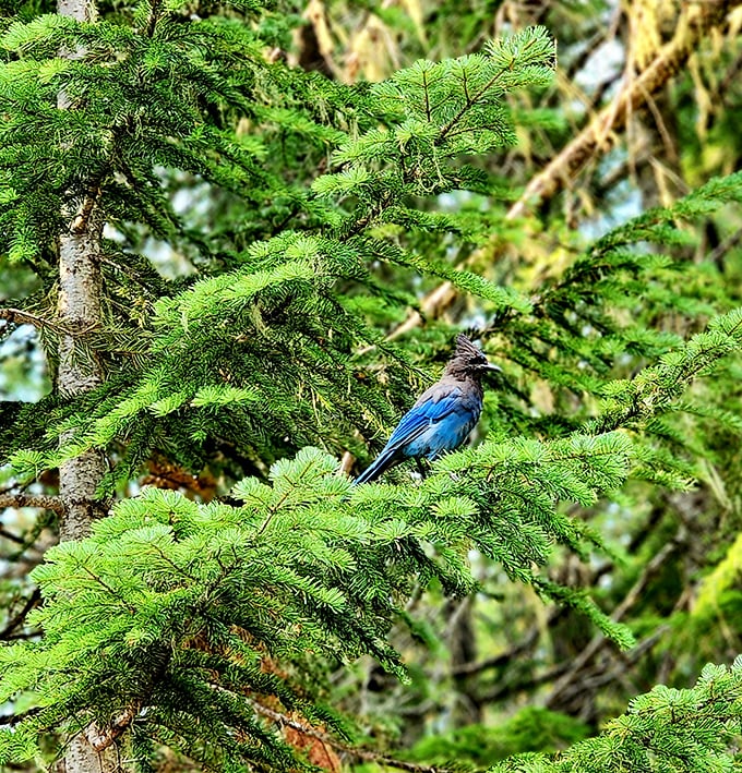 A Steller's Jay adds a flash of blue brilliance to the forest palette. Nature's own paparazzi, always showing up for the perfect shot.