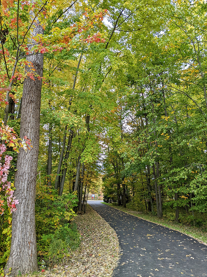 The path through autumn's palette beckons. This winding trail through fall foliage offers the perfect balance of exercise and leaf-peeping opportunities.