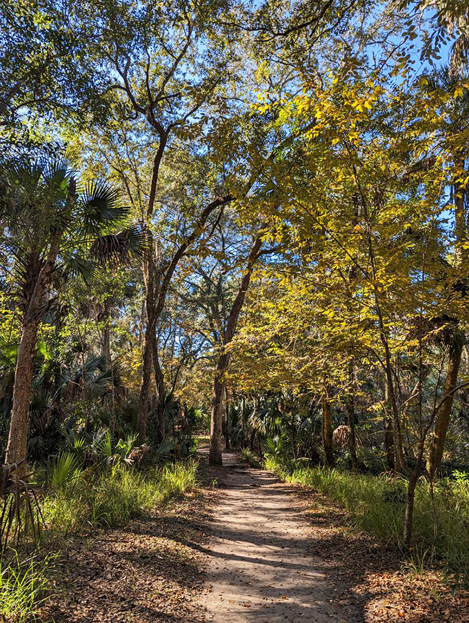Golden hour transforms this forest trail into something straight out of a fairy tale.