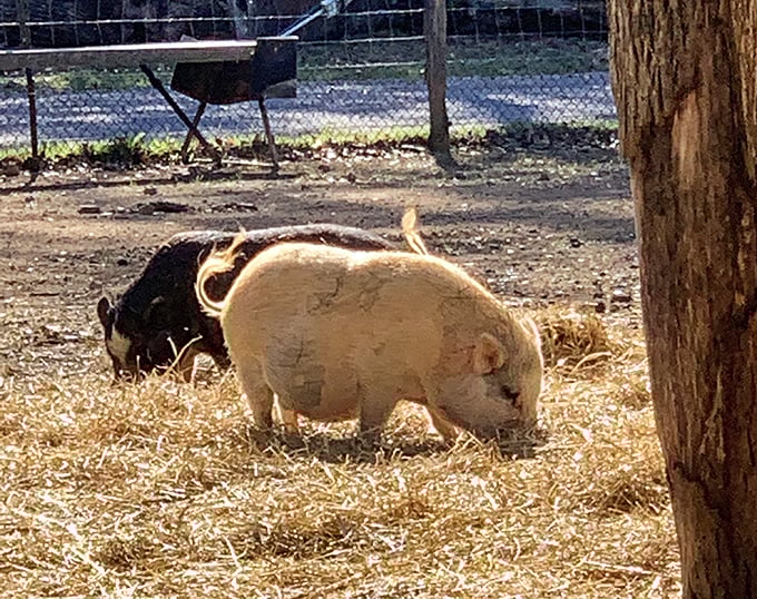 These pot-bellied pigs have mastered the art of leisurely dining, turning breakfast into an hour-long social engagement.