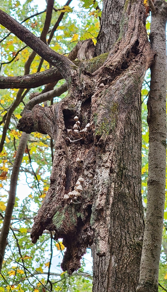 Nature's decoration: wild mushrooms create fairy-tale scenes in the woods surrounding the bridge, adding magic to an already enchanted setting.