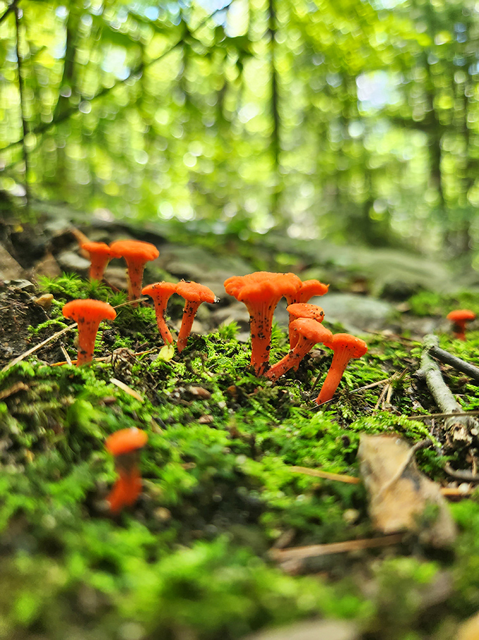 Wild mushrooms remind you that nature's pantry is always stocked with fascinating seasonal surprises.