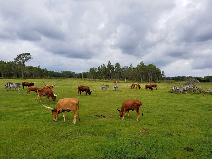 Only in Central Florida can longhorns and zebras share a pasture, creating a safari experience that defies both geography and expectation.