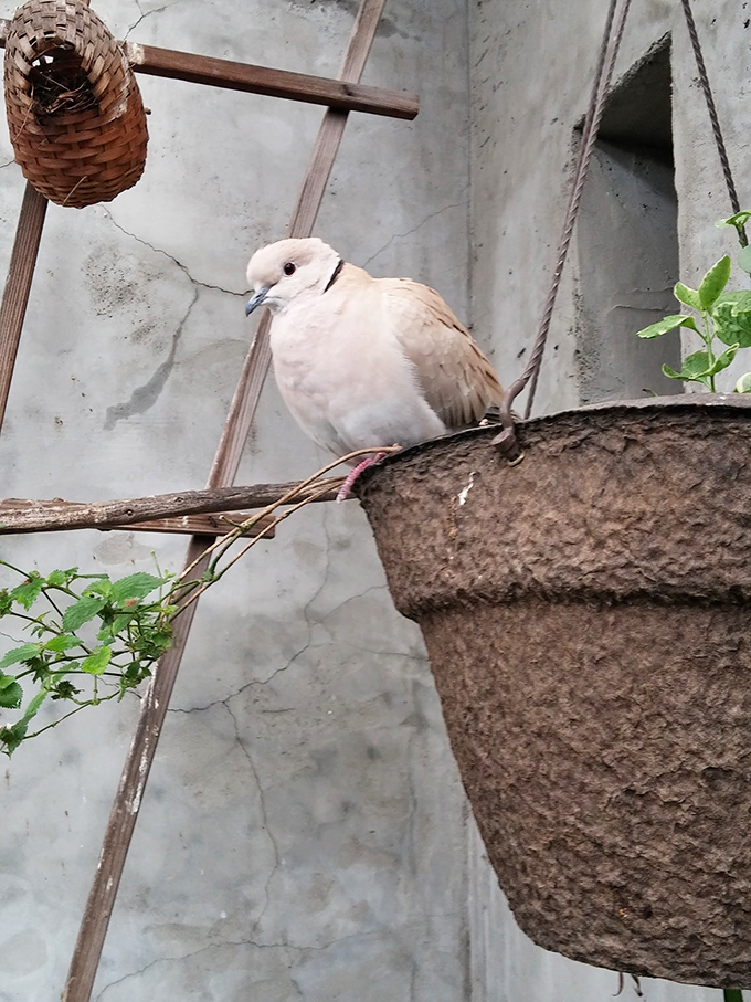 A dove rests in the rooftop aviary, where the museum's journey culminates in unexpected tranquility after rooms of beautiful bewilderment.