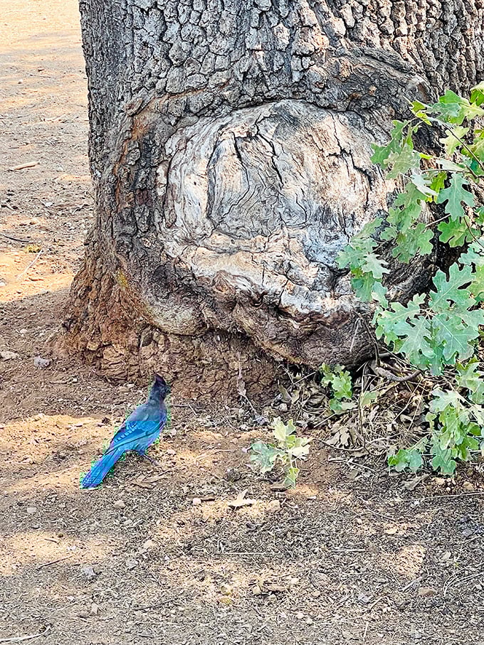 "Just hanging out, looking fabulous" &ndash; this Steller's Jay brings a pop of cerulean blue to the forest floor like nature's own fashion statement.