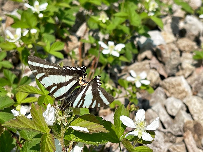 Even butterflies find their way to Moonville, adding unexpected beauty to a site more commonly associated with ghostly encounters.