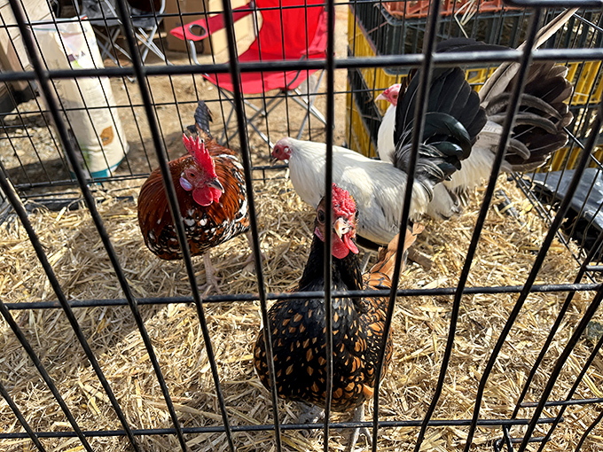 The original farm-to-table experience! These feathered friends remind us that eggs had personalities long before they reached our breakfast plates.