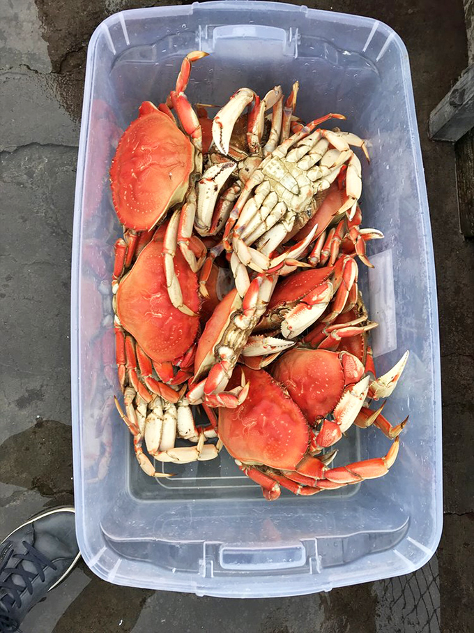 The source of coastal magic&mdash;fresh-caught crabs waiting for their moment of culinary glory in the hands of Sea Pal's kitchen wizards.