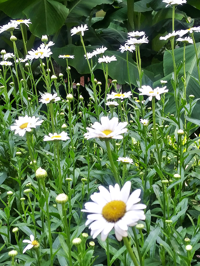 Daisies stand tall in formation, like nature's own cheerleading squad, rooting for everyone who passes by to have a better day.