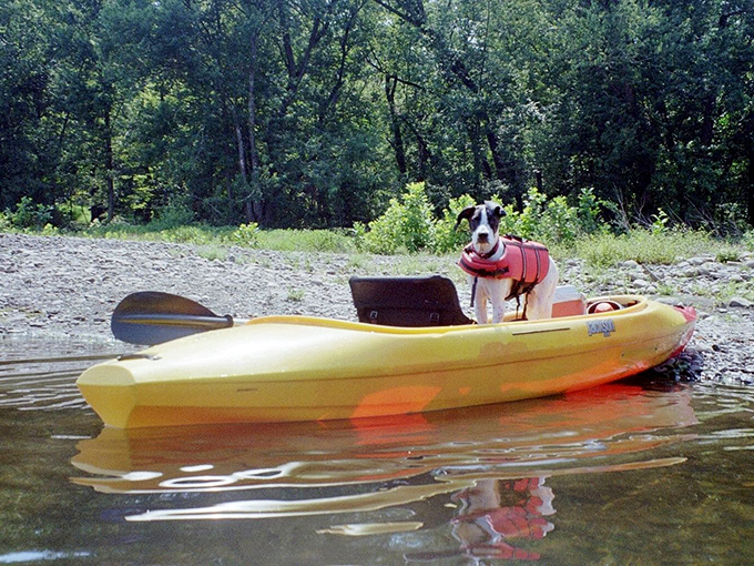 Captain Canine reporting for aquatic duty! This life-jacketed explorer proves that adventure is best when shared with furry first mates.