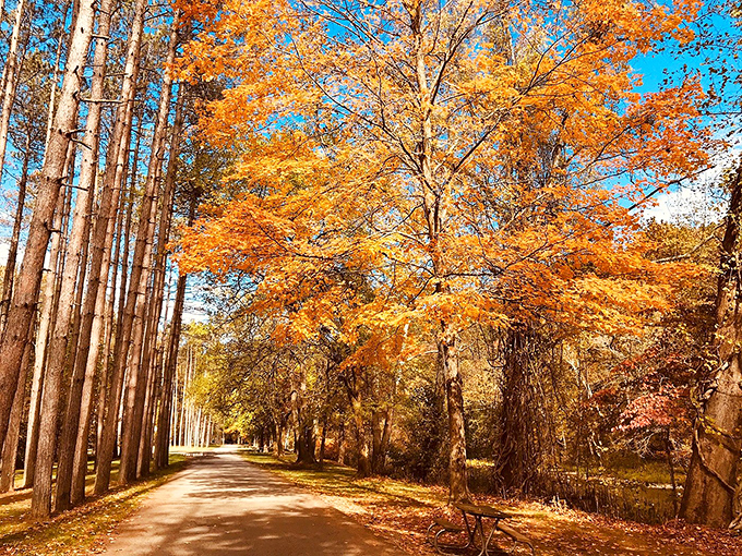 Autumn at Beaver Creek paints the forest in colors no Instagram filter can improve—Mother Nature showing off her artistic side.