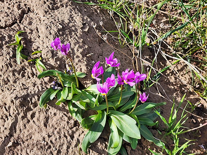 Desert wildflowers &ndash; nature's purple proof that beauty thrives in the most unlikely places, if you just know where to look.