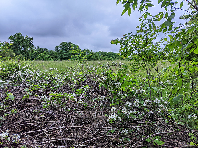 Missouri wildflowers didn't dress up just for Instagram, but they certainly don't mind if you notice their spring fashion.