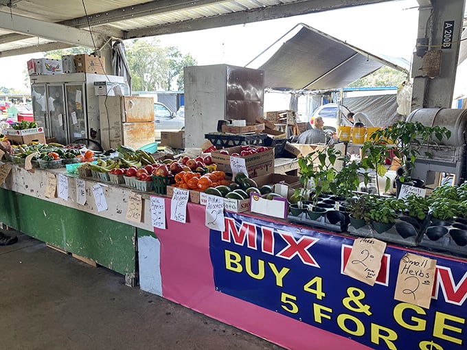 Garden-fresh vegetables showcase Florida's agricultural bounty at prices that make grocery stores seem overpriced.
