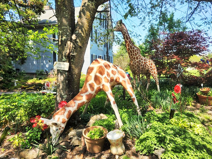 Garden giraffes add unexpected safari flair to the outdoor elephant kingdom experience.