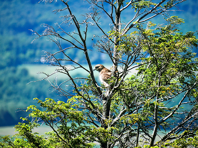 The mountain's true landlord surveying its domain. When you're this majestic, every branch is a throne.
