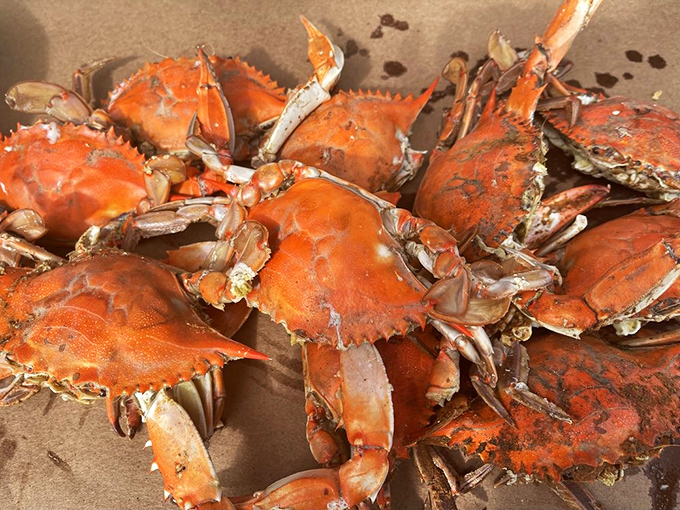 A mountain of steamed crabs that makes grown adults giddy with anticipation &ndash; nature's perfect food delivery system, Maryland-style.