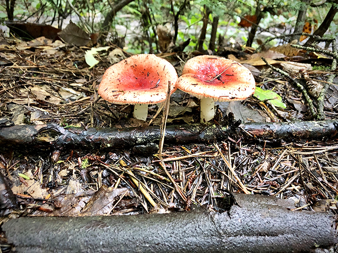 Nature's umbrella service! These vibrant mushrooms aren't just pretty—they're part of the forest's complex recycling system.