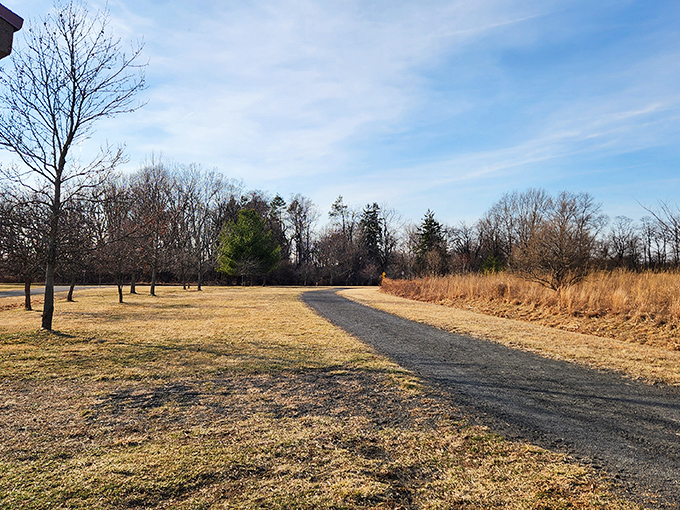 Early spring's promise written in gravel and grass. The barren trees and golden field stand ready for their upcoming makeover &ndash; nature's version of a renovation show.