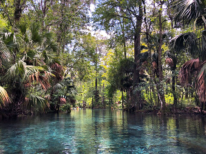 Paddling through this cypress-lined corridor feels like traveling through a living painting where every stroke reveals new details.