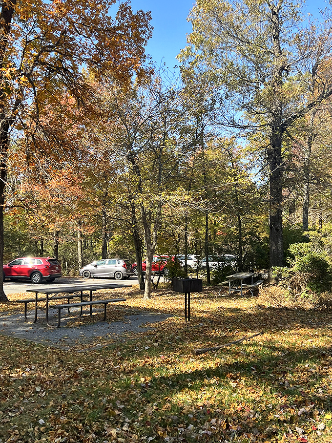 Fall's golden carpet welcomes picnickers to tables where lunch tastes better with a side of autumn air and falling leaves.