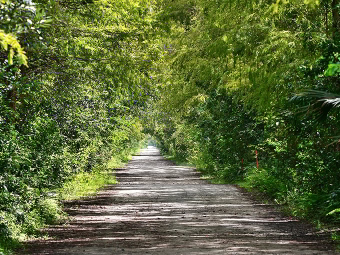 Nature's version of a hallway, except the artwork is alive and occasionally watches you back. No museum can compete with this green gallery.