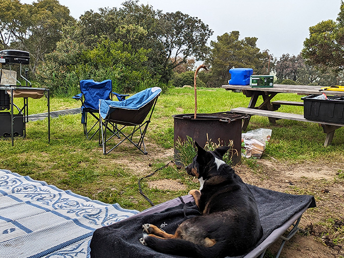Dogs understand the joy of camping better than humans. Just look at that face&mdash;pure "this is living" contentment.
