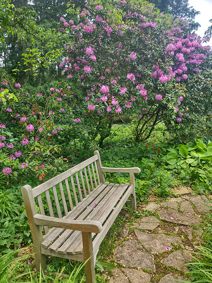 Rhododendrons creating their own pink cloud. This flowering shrub doesn't just bloom&mdash;it explodes with color while offering the perfect backdrop for that garden bench.