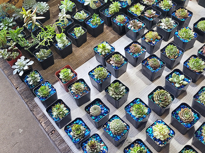 These perfectly potted succulents are like tiny botanical sculptures&mdash;desert chic for even the most notorious plant assassins among us.