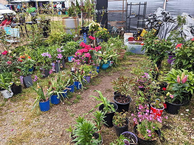 A garden center blooms with potted possibilities, where your green thumb fantasies begin with "I can definitely keep this one alive."