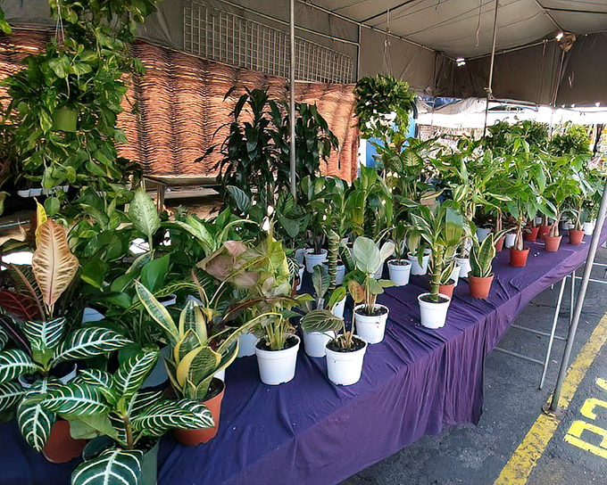 Urban jungle for sale! These potted plants offer instant home beautification for those who killed their pandemic plants.