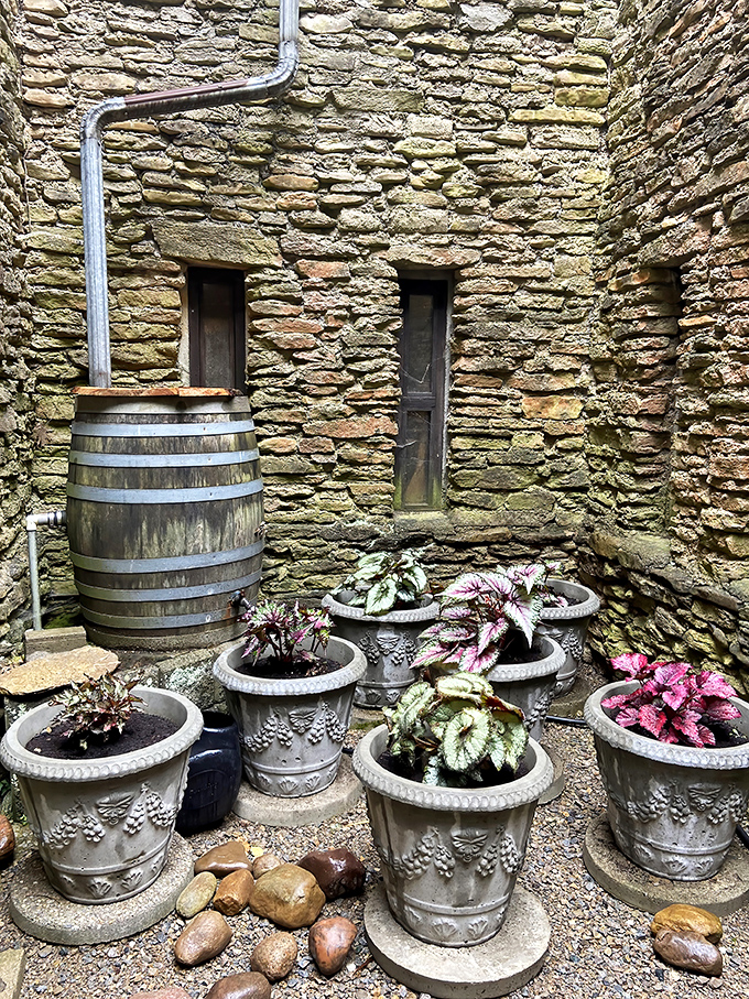 Medieval gardens come alive with carefully tended plants that would have graced any respectable castle courtyard.