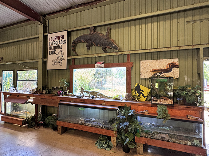 "I survived Everglades National Park" indeed! The reptile displays offer close encounters with the scaly neighbors that might share territory with the elusive Skunk Ape.