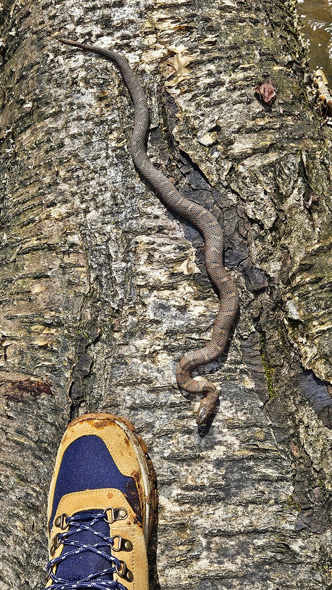 The original trail guardians of Ohio &ndash; a reminder that we're visitors in a home that's been occupied long before our hiking boots arrived.