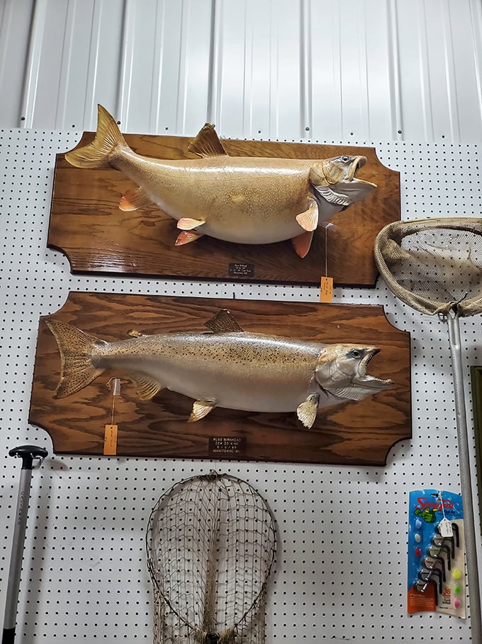 The one that didn't get away! These magnificent mounted catches tell tales of Illinois fishing expeditions that actually ended with "You should've seen it!"