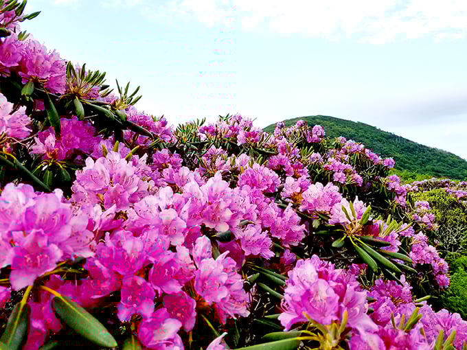 June brings an explosion of rhododendrons so vibrant they make even the most jaded visitor reach for their camera.