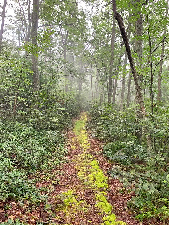 Morning mist transforms an ordinary trail into something magical. Walking here feels like wandering through the opening scene of a fantasy film.