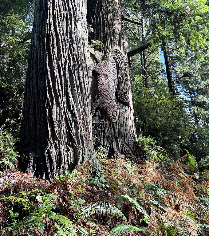Nature creates its own art gallery: this carved creature seems to emerge directly from the ancient redwood, as if telling its story.