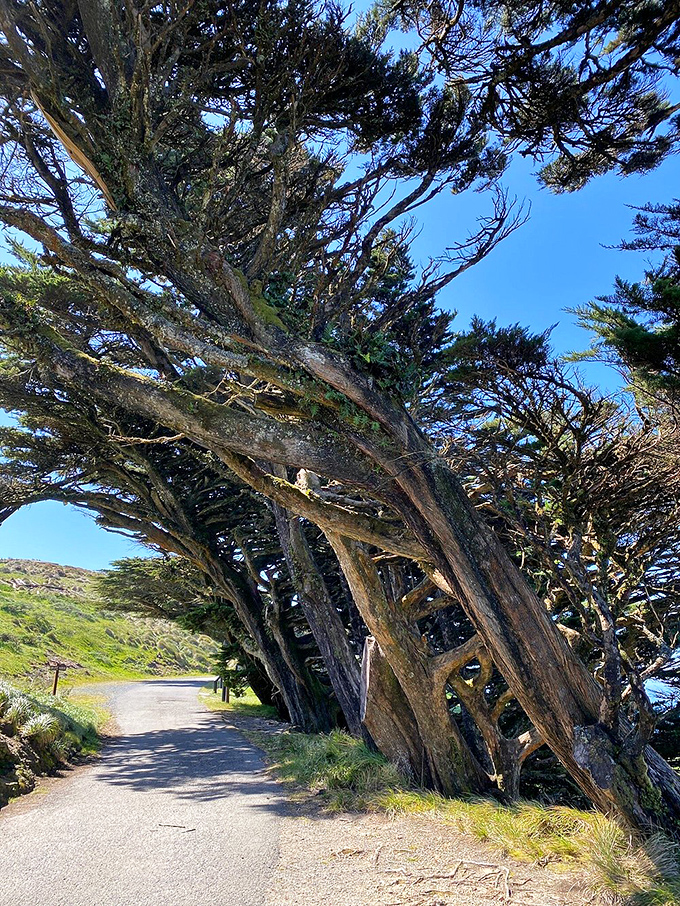 These wind-bent trees have been nature's weather vanes for decades, their permanent lean a testament to Point Reyes' famous gusts.