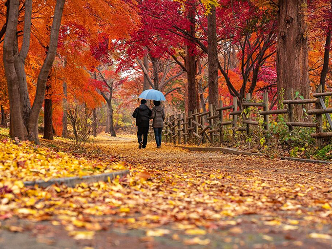 Autumn paints Ohio with a palette that would make Monet jealous. Two figures share an umbrella beneath a canopy of fiery maples and oaks.