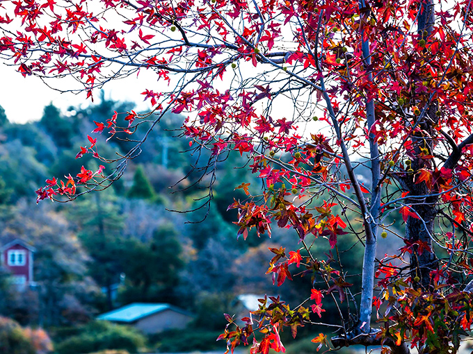 Fall foliage bursts with crimson brilliance, Julian's way of saying "Yes, we do seasons here, and we do them spectacularly."