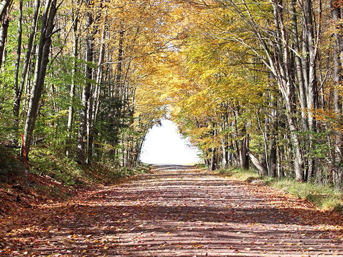 Fall foliage transforms local trails into golden tunnels, offering Instagram-worthy views without the crowds or parking fees of more famous autumn destinations.