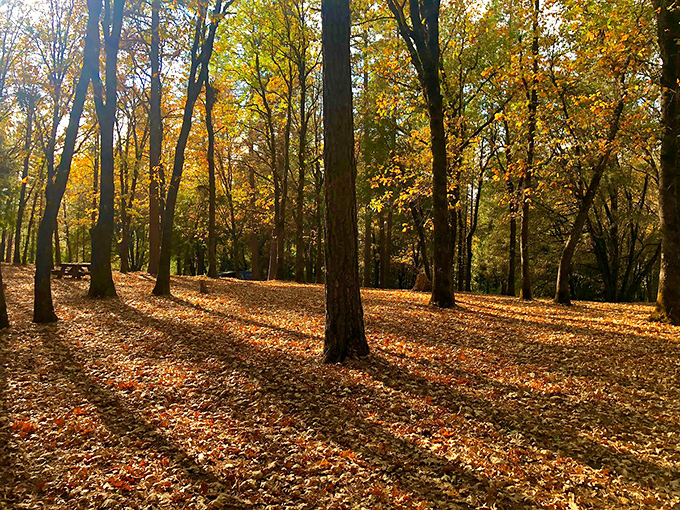 Fall in Colfax isn't just a season&mdash;it's a golden performance where every leaf deserves a standing ovation.