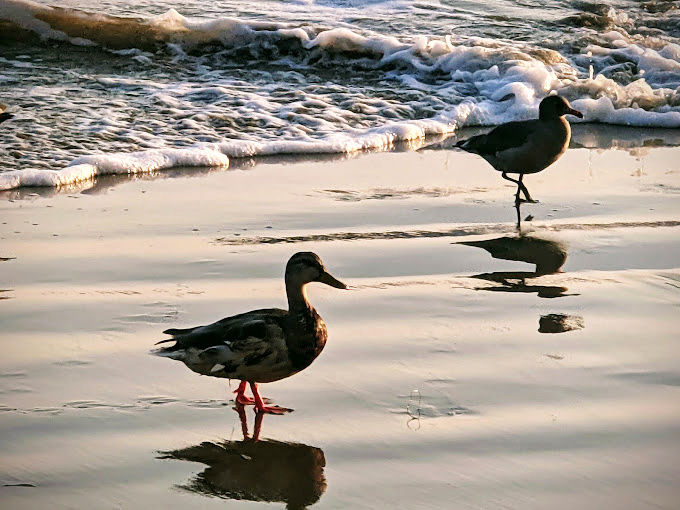 Beach birds strut like runway models on nature's catwalk. These feathered locals have mastered the art of coastal living.
