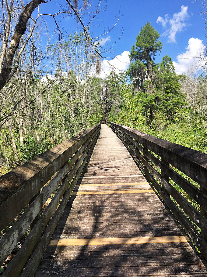 This boardwalk invites you to wander into Florida's wild heart, where Spanish moss drapes the trees like nature's own antique lace.